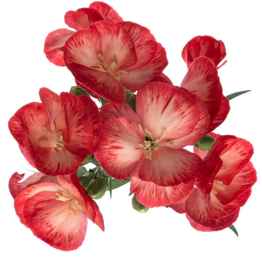 Sparkz Solomio Esli – The Queen's Flowers