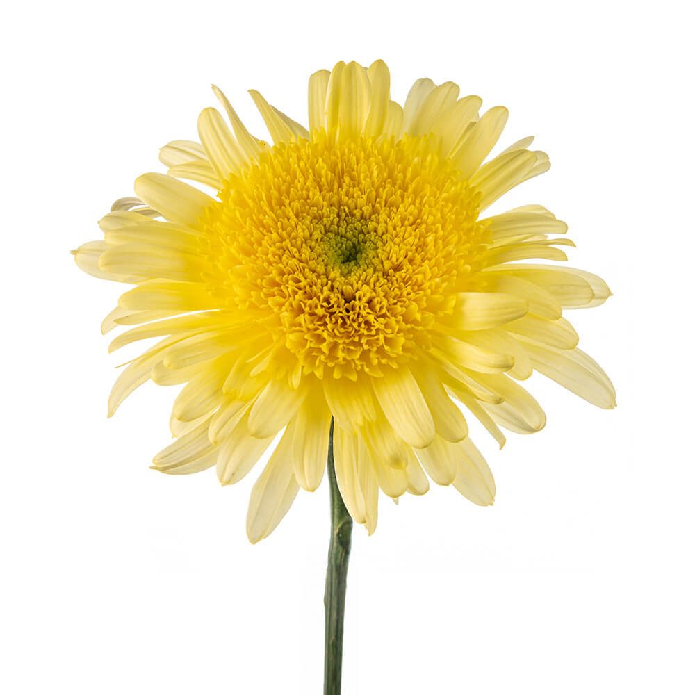 Cremon Yellow Eleonora – The Queen's Flowers